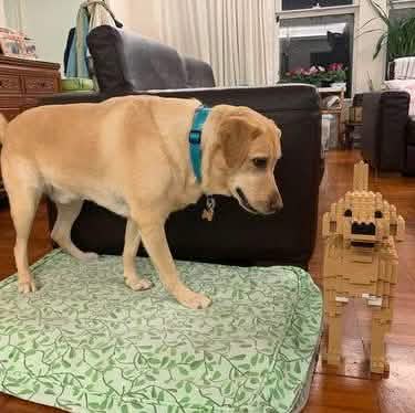 Labrador Retriever - Pet Building Kit - Build 'Em Pets