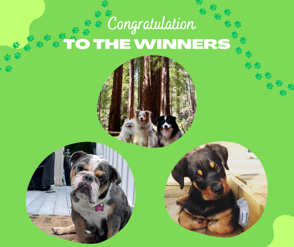 Realistic Toy Building Blocks | Dogs, Cats, Wildlife | Build 'Em Pets