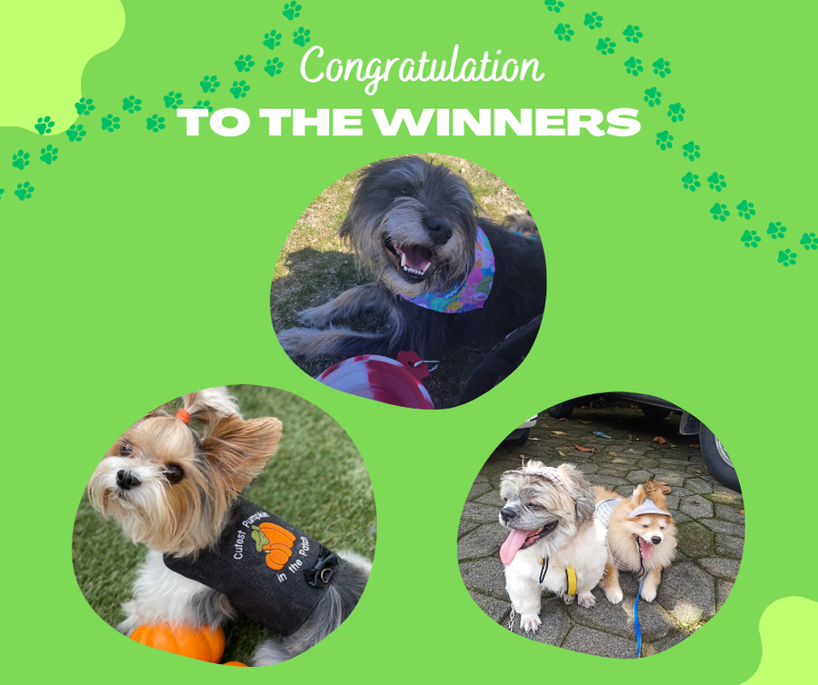 Realistic Toy Building Blocks | Dogs, Cats, Wildlife | Build 'Em Pets