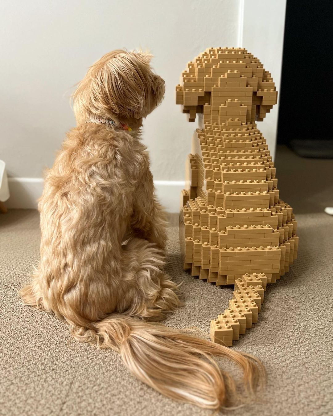 Cockapoo Toy Building Blocks l Different Than LEGOs – Build 'Em Pets
