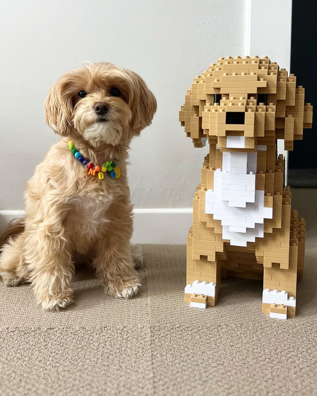 Cockapoo Toy Building Blocks l Different Than LEGOs – Build 'Em Pets