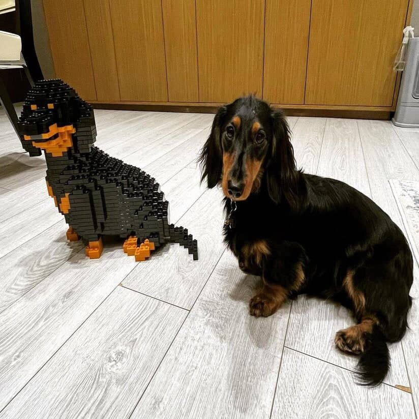 Dachshund Toy Building Blocks l Different Than LEGOs – Build 'Em Pets